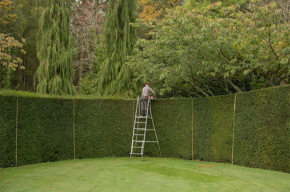 How To Trim Hedges - Taskrabbit Blog