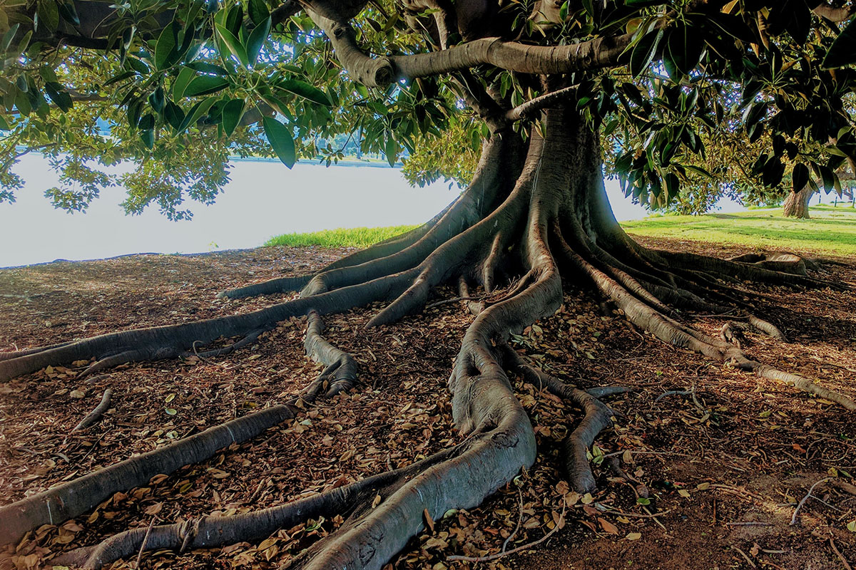 Dealing Exposed Tree Roots Taskrabbit Blog