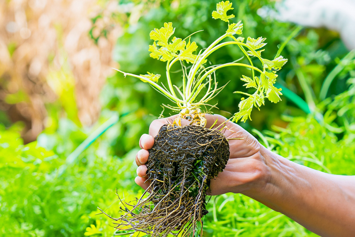 How to Plant Plants and Take Care of Them in 14 Steps - Taskrabbit Blog
