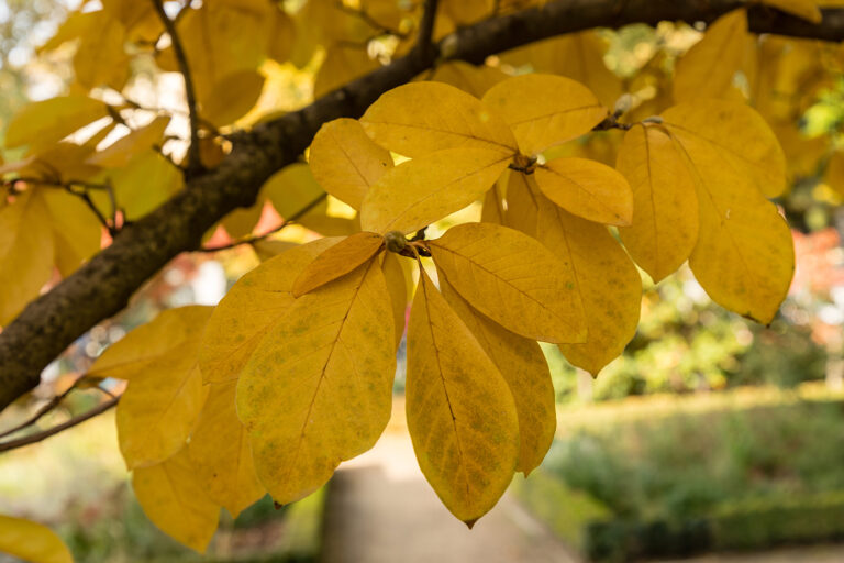 Magnolia Tree Care: Planting, Growing, and Nurturing Guide - Taskrabbit ...