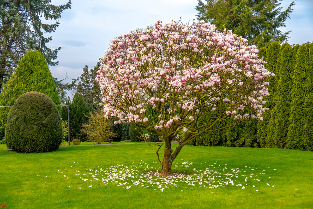 Magnolia Tree Care: Planting, Growing, and Nurturing Guide - Taskrabbit ...
