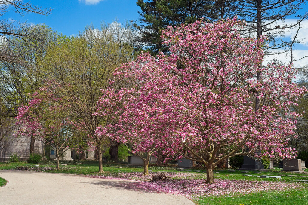 Magnolia Tree Care: Planting, Growing, and Nurturing Guide - Taskrabbit ...